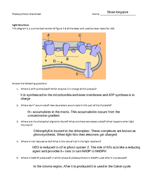 Surface Area to Volume Ratio Worksheet - Bio 181 Surface Area to Volume ...