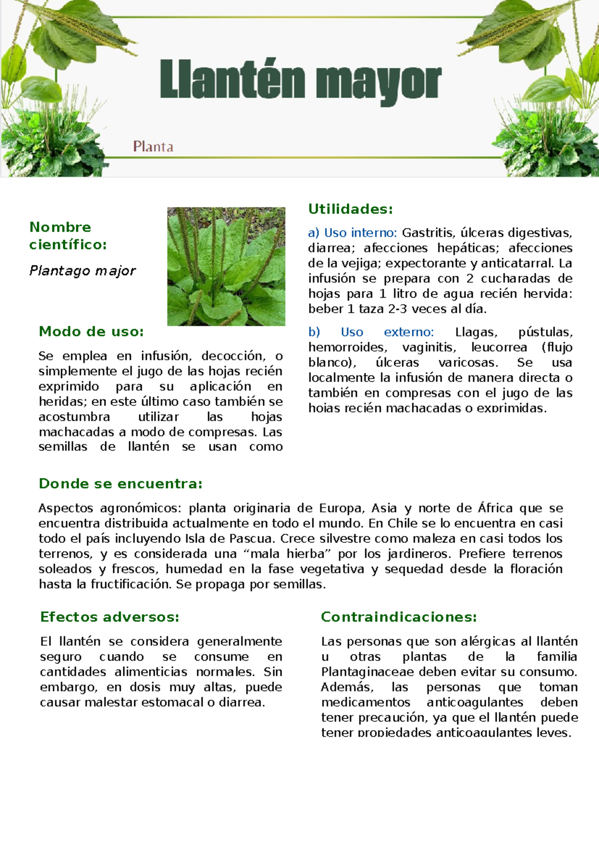 Llanten - Modo de uso: Se emplea en infusión, decocción, o simplemente ...