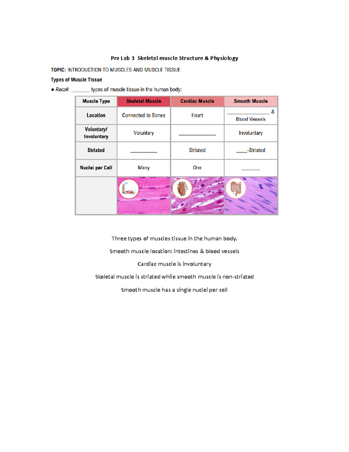 Pre Lab 3 Skeletal muscle Structure & Physiology - Pre Lab 3 Skeletal ...
