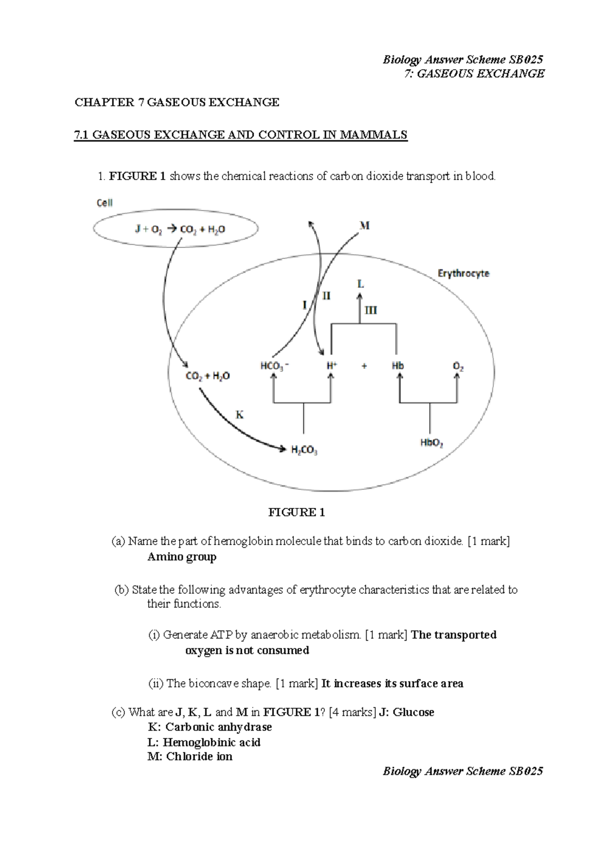 Chapter 7 SB025 Answer Gaseous Exchange - Biology Answer Scheme SB 7 ...