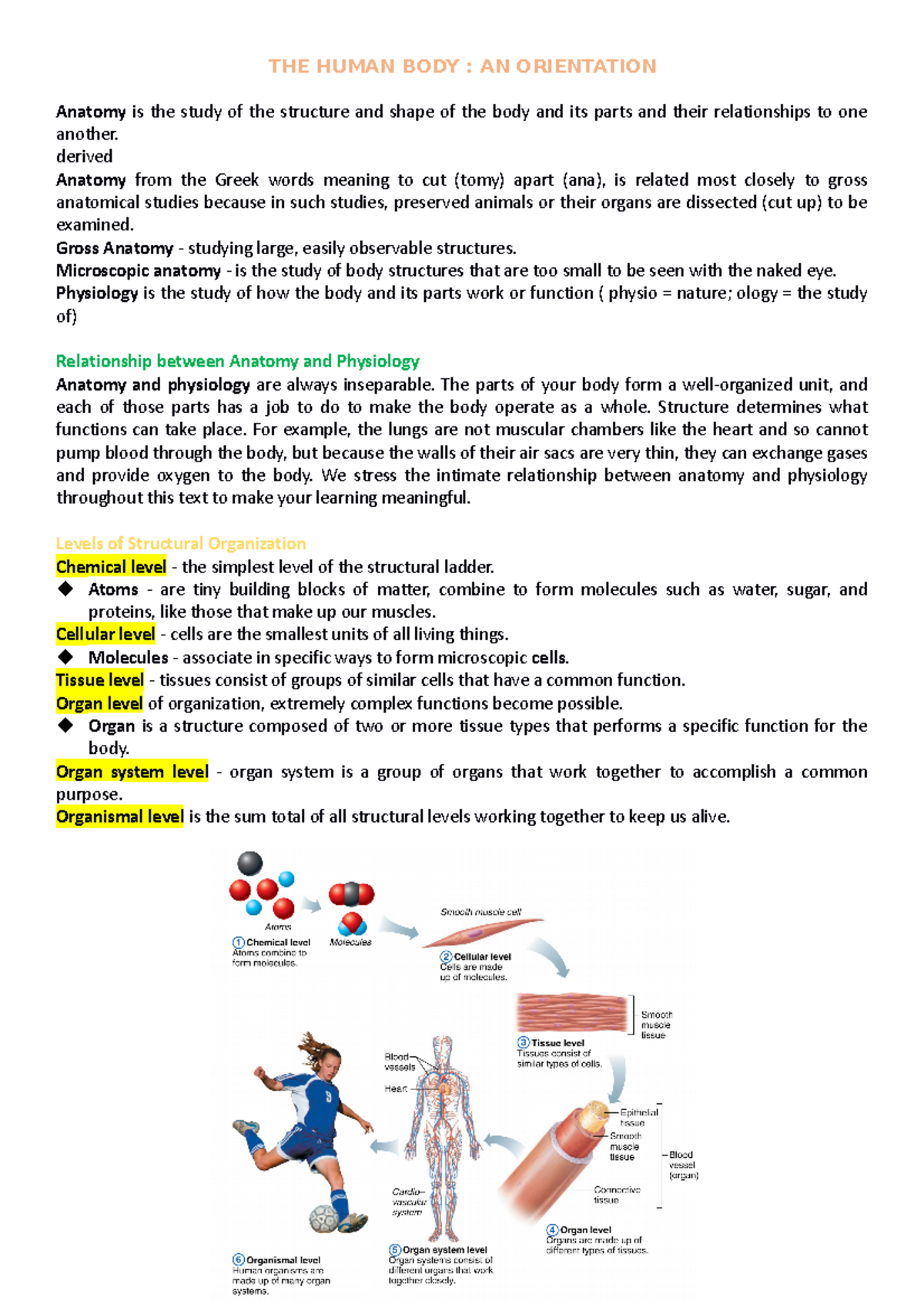 Anatomy and Physiology Chapter 1 - THE HUMAN BODY : AN ORIENTATION ...