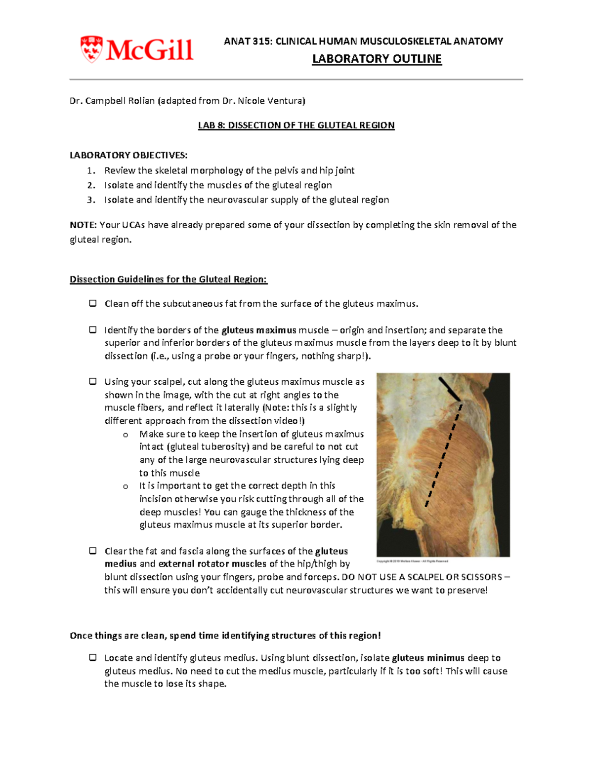 Lab 9 - Gluteal Dissection - ANAT 315: CLINICAL HUMAN MUSCULOSKELETAL ...