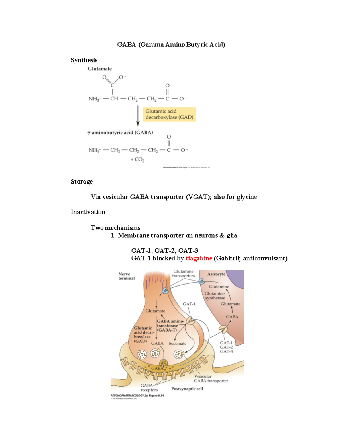 7b. GABA - GABA PPT - GABA (Gamma Amino Butyric Acid) Synthesis Storage Via vesicular GABA - Studocu