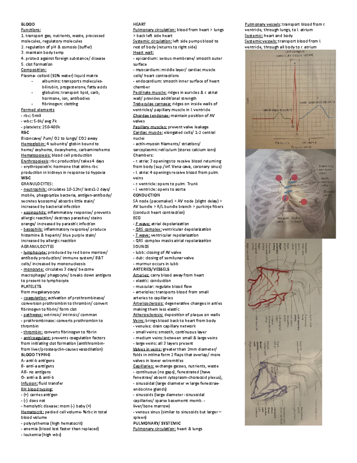 Lecture exam 1 cheat sheet - BLOOD Functions: transport gas, nutrients ...
