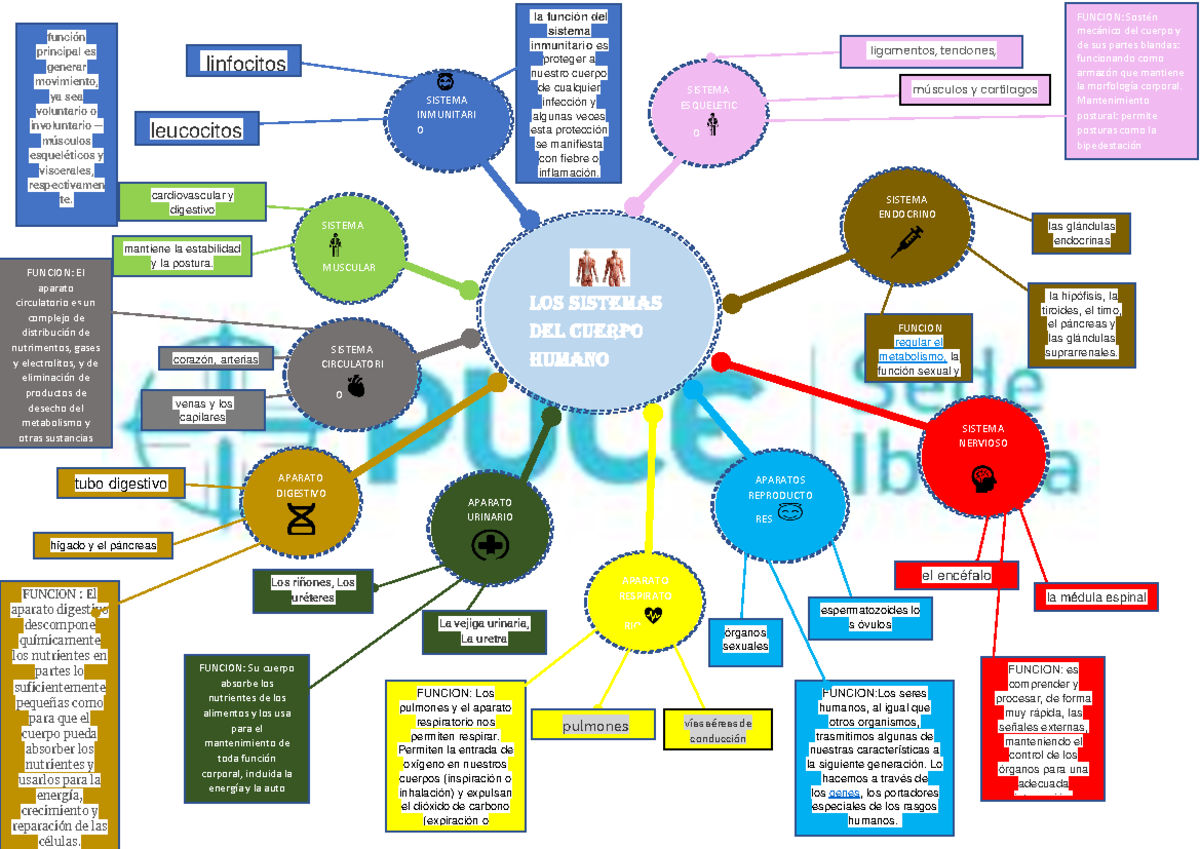 Mapa Mental Sistemas Del Cuerpo Humano Aparatos Del Cuerpo H Mapa Mental Sistemas Del Cuerpo Humano Aparatos Del Cuerpo H