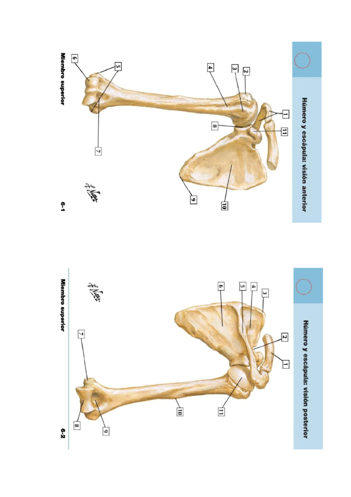 Fichas Netter - Anatomia - Studocu