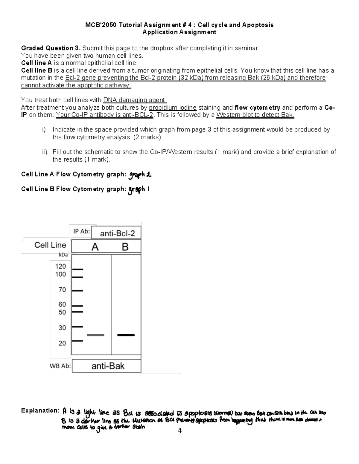 F23 Cell Cycle and Apoptosis Seminar 4 PDF - MCB*2050 Tutorial ...