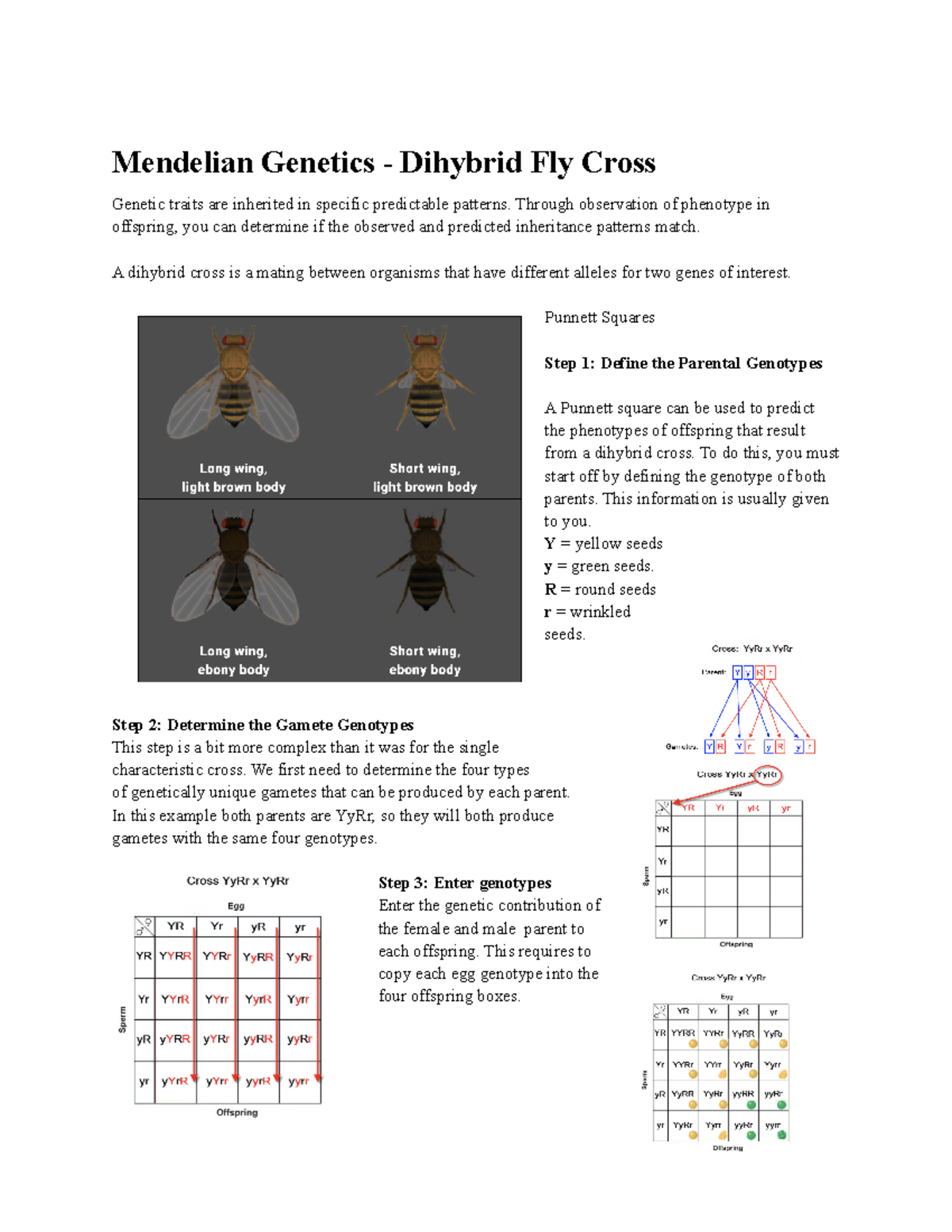 Mendelian Genetics - BIO181 notes - Mendelian Genetics - Dihybrid Fly ...