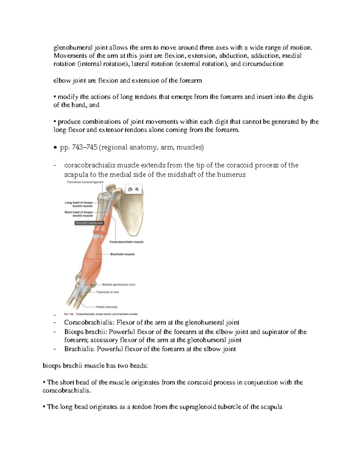Glenohumeral Joint and Forearm Muscles Overview - ANAT 201 ...