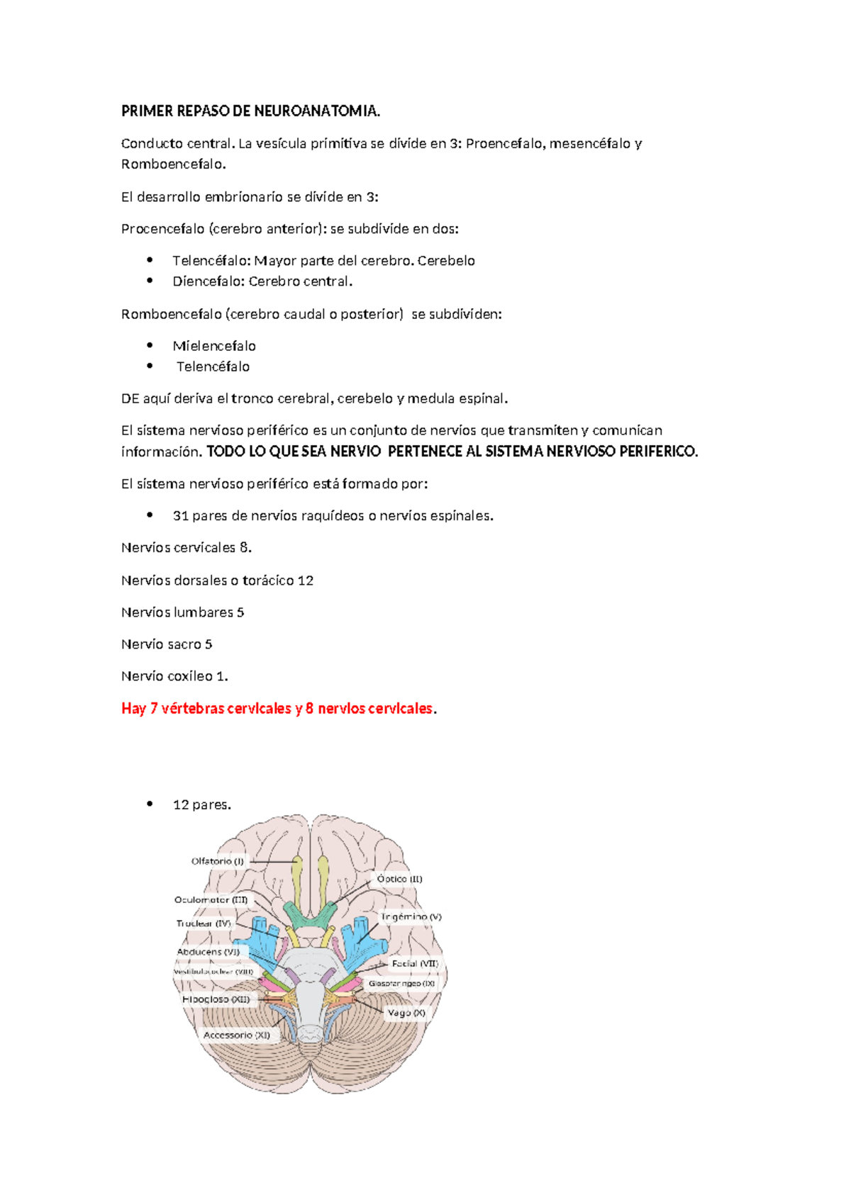 Primer Repaso DE Neuroanatomia - PRIMER REPASO DE NEUROANATOMIA ...