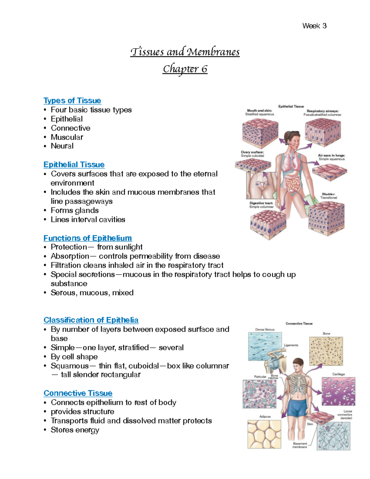 Tissues and membranes chapter 6 - Week 3 Tissues and Membranes Chap!r 6 ...