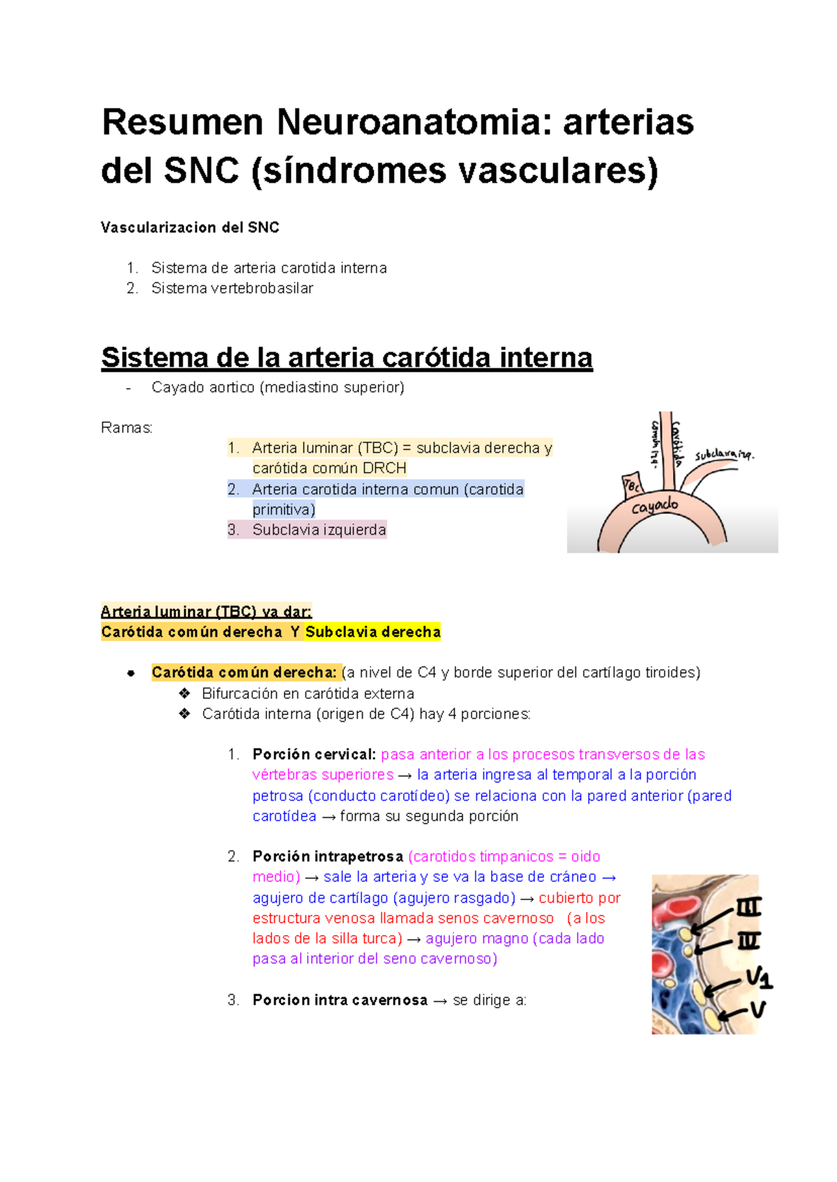 Resumen Neuroanatomia arterias del SNC (síndromes vasculares) - Resumen Neuroanatomia: arterias ...