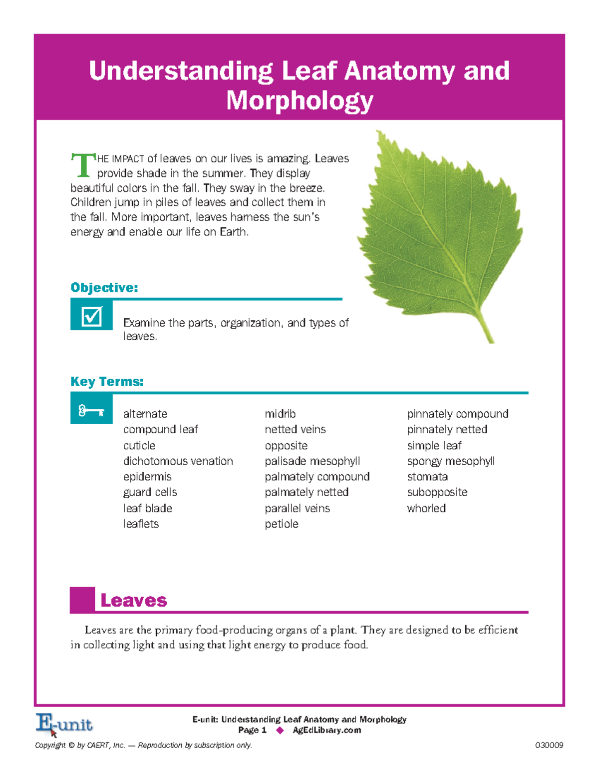 Leaf Anatomy E Unit: parts of leaf, leaf organizations - Understanding ...
