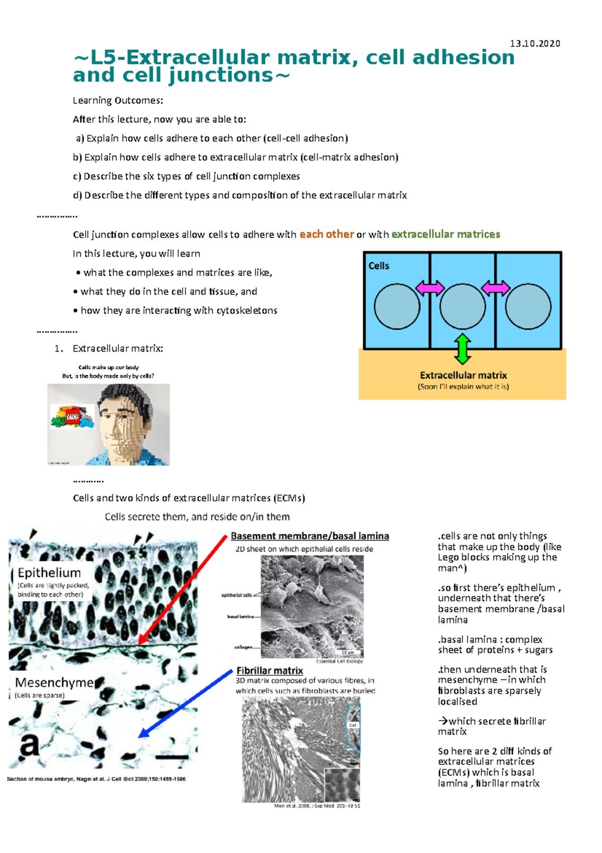 L5-Cell adhesion and junctional complexes - ~L5-Extracellular matrix, cell adhesion and cell ...