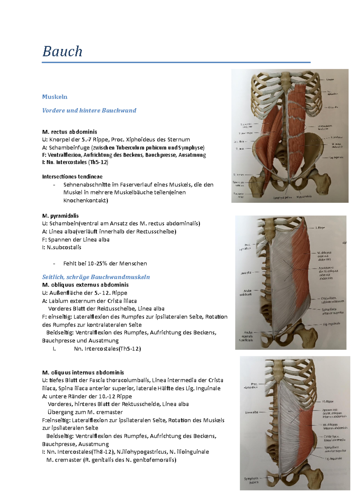 Bauch - Zusammenfassung Organmorphologie I - Bauch Muskeln Vordere und ...
