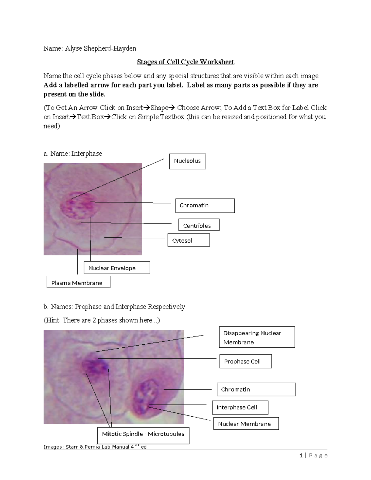 Lab 3 - Stages of Cell Cycle - Name: Alyse Shepherd-Hayden Stages of ...