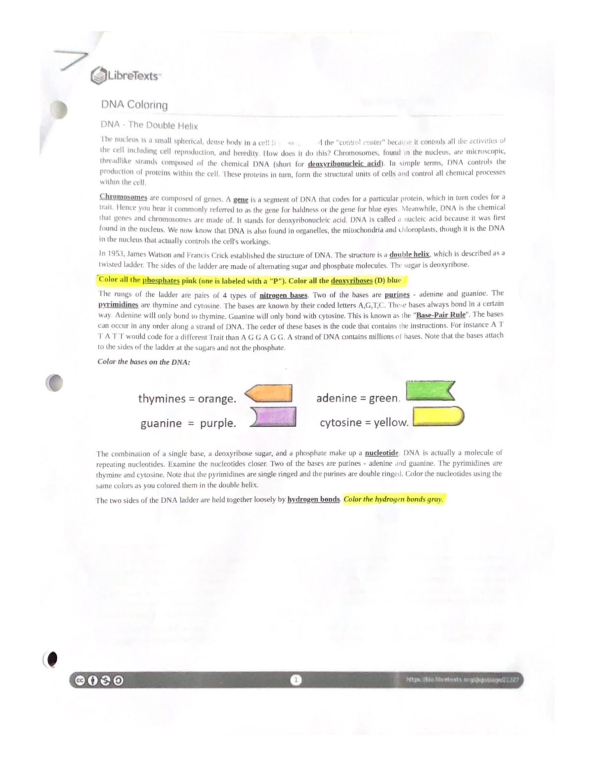 DNA Coloring Worksheets - BIOL1000 - Studocu