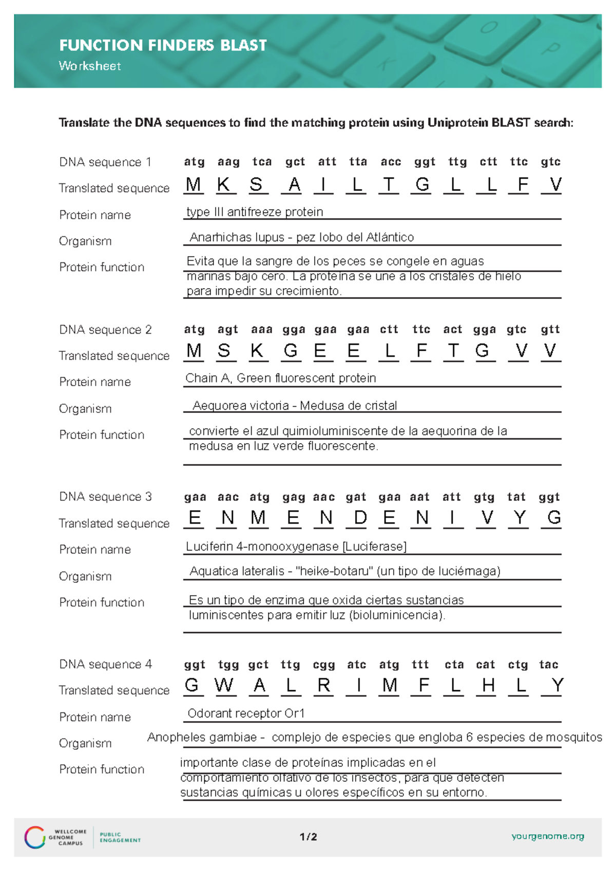 Actividad Blast - FUNCTION FINDERS BLAST Worksheet 1 / 2 yourgenome ...