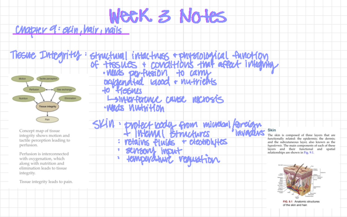 Week 3 Reading Notes - wweeee # 33 Nvootleess ####### Chapter 9 : skin ...