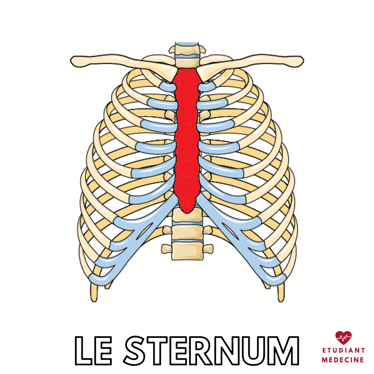 Le sternum - synthèse claire simple - Anatomie descriptive - HELHa ...