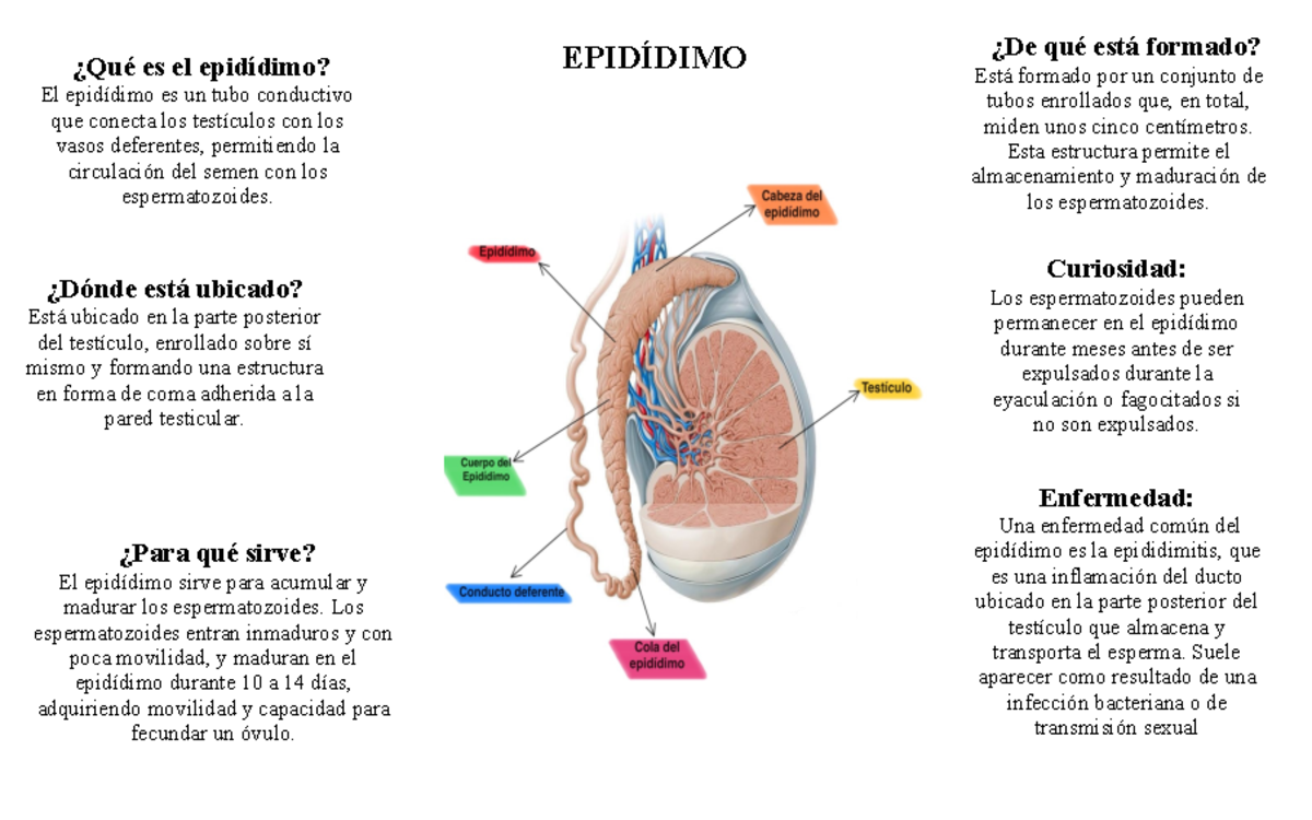 EpidíDIMO - Funciones del epidídimo - ¿Qué es el epidídimo? El ...