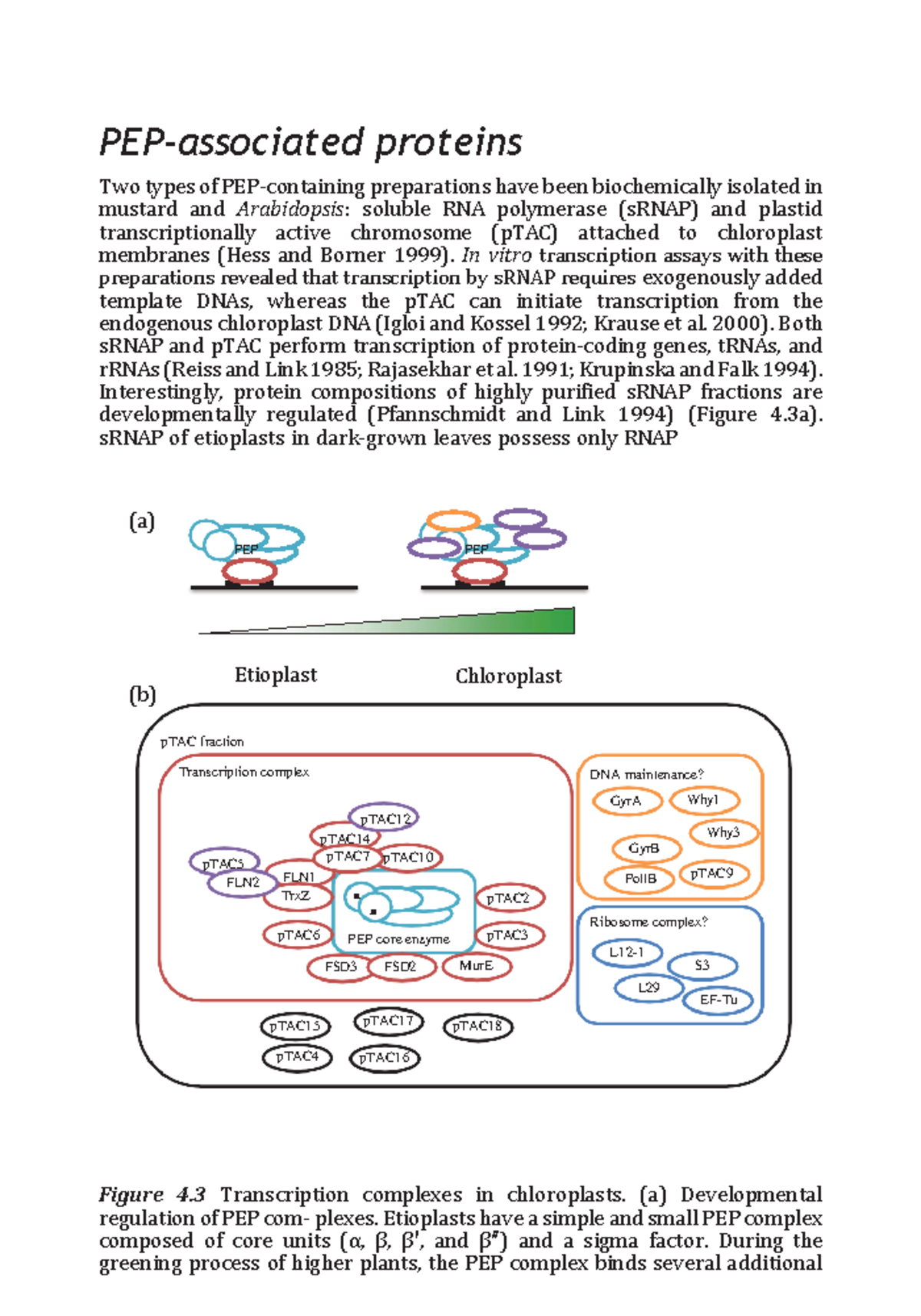 PEP-associated proteins - In vitro transcription assays with these ...