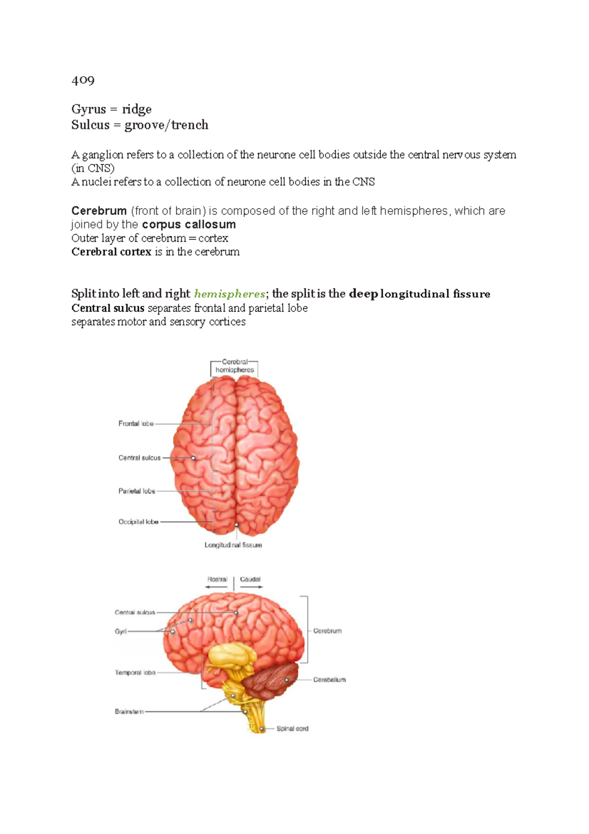 Nervous system Summary - 409 Gyrus = ridge Sulcus = groove/trench A ...