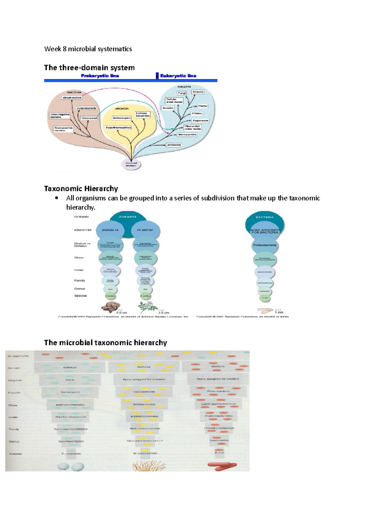 Week 8 microbial systematics - Week 8 microbial systematics The three ...