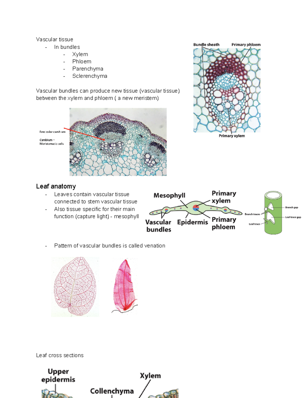 Week 3 - BIOL 113 - Vascular tissue - In bundles - Xylem - Phloem ...