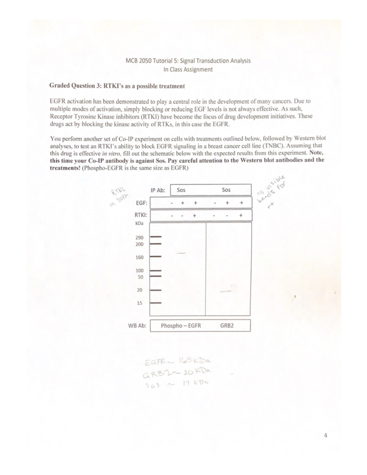 MCB 2050 Tutorial 5 Signal Transduction Analysis - MCB 2050 - Studocu