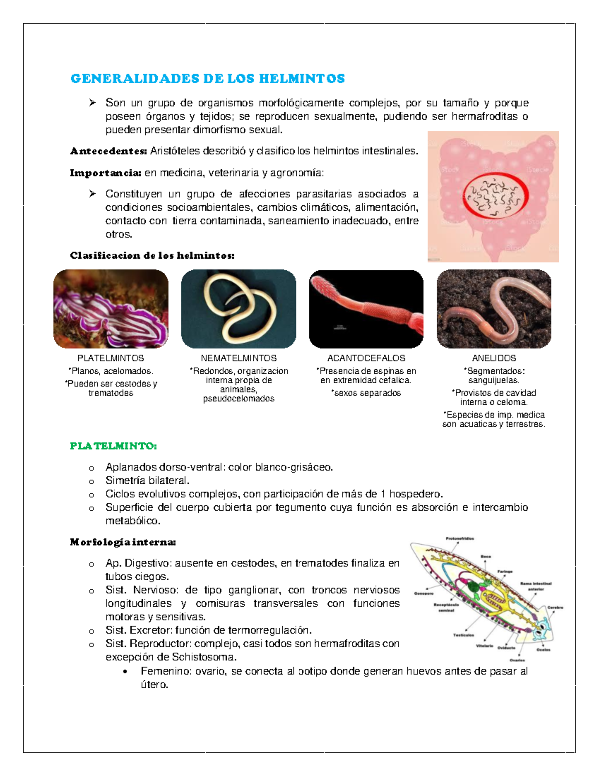 Generalidades de helmintos - PLATELMINTOS *Planos, acelomados. *Pueden ...
