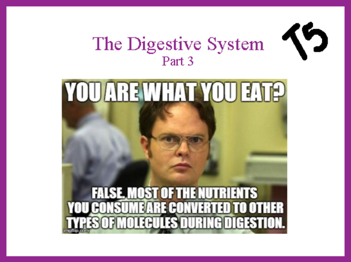 Digestive System Student Part 3 - The Digestive System Part 3 TE ...