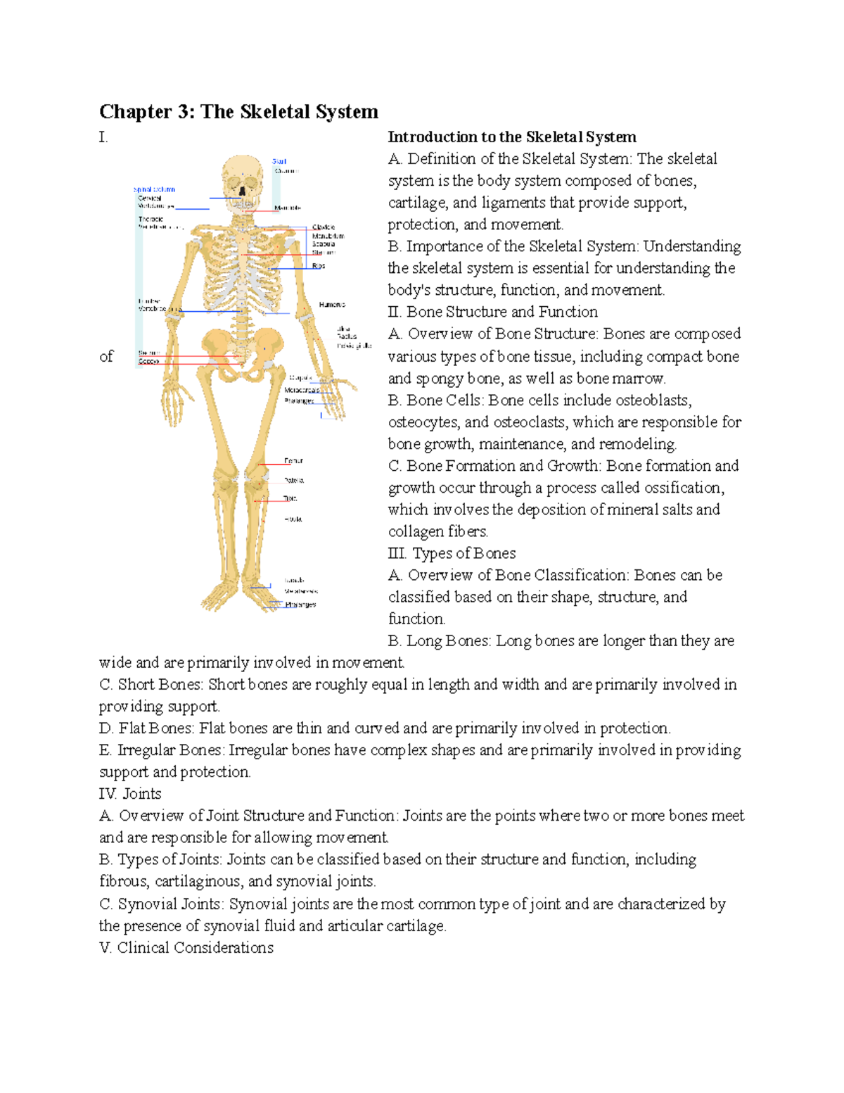 Chapter 3 The Skeletal System - Chapter 3: The Skeletal System I ...