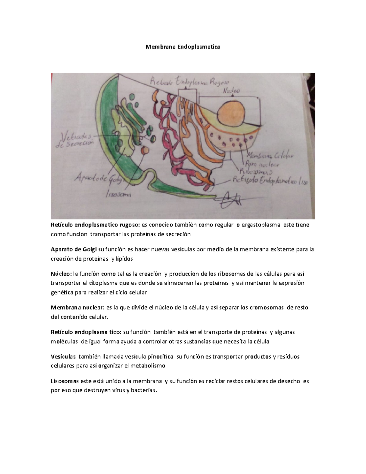 Dibujo Membrana Endoplasmatica - Membrana Endoplasmatica Retículo ...