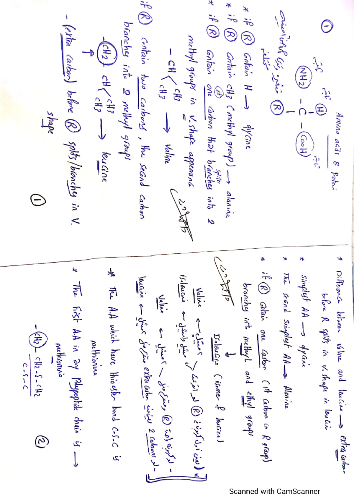 Amino acid notes biophysics - biochemistry - Studocu