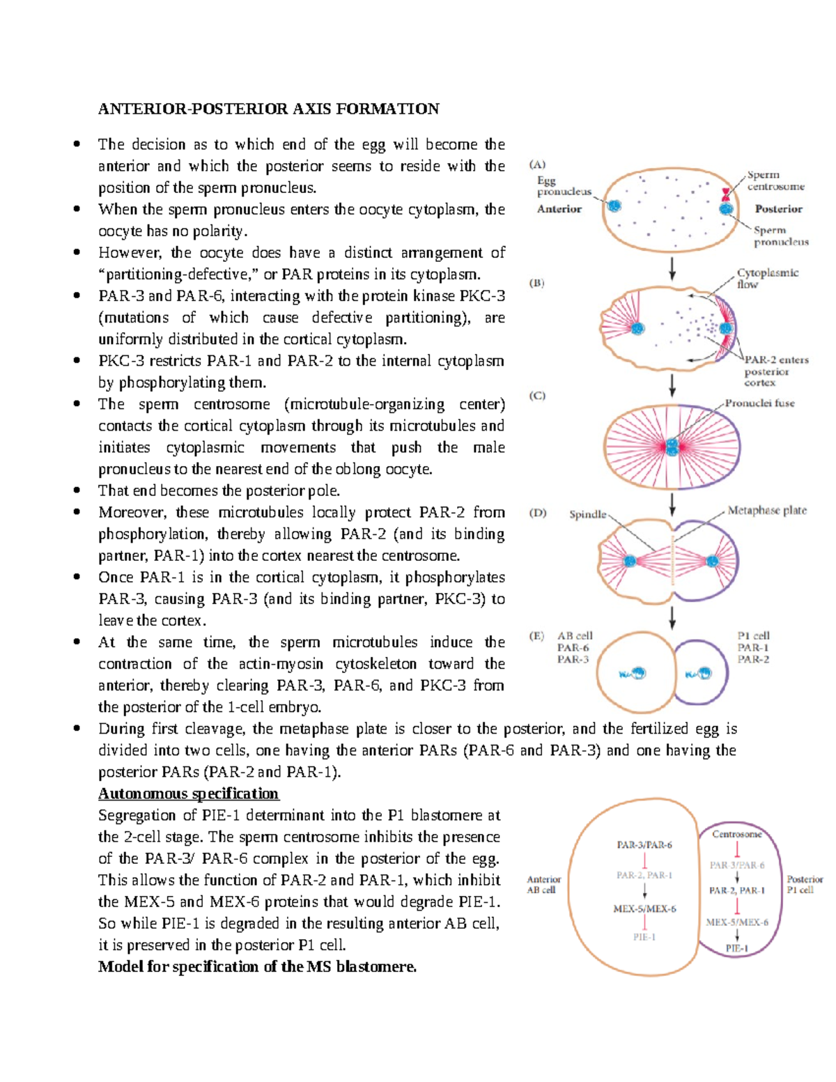 Axis formation in C. elegans - ANTERIOR-POSTERIOR AXIS FORMATION The ...