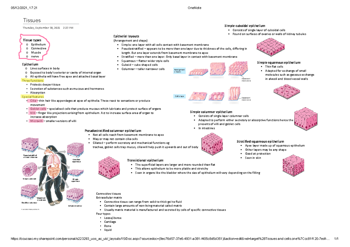 Introduction to Tissues (Part 1/2) - 05/12/2021, 17:21 OneNote - Studocu