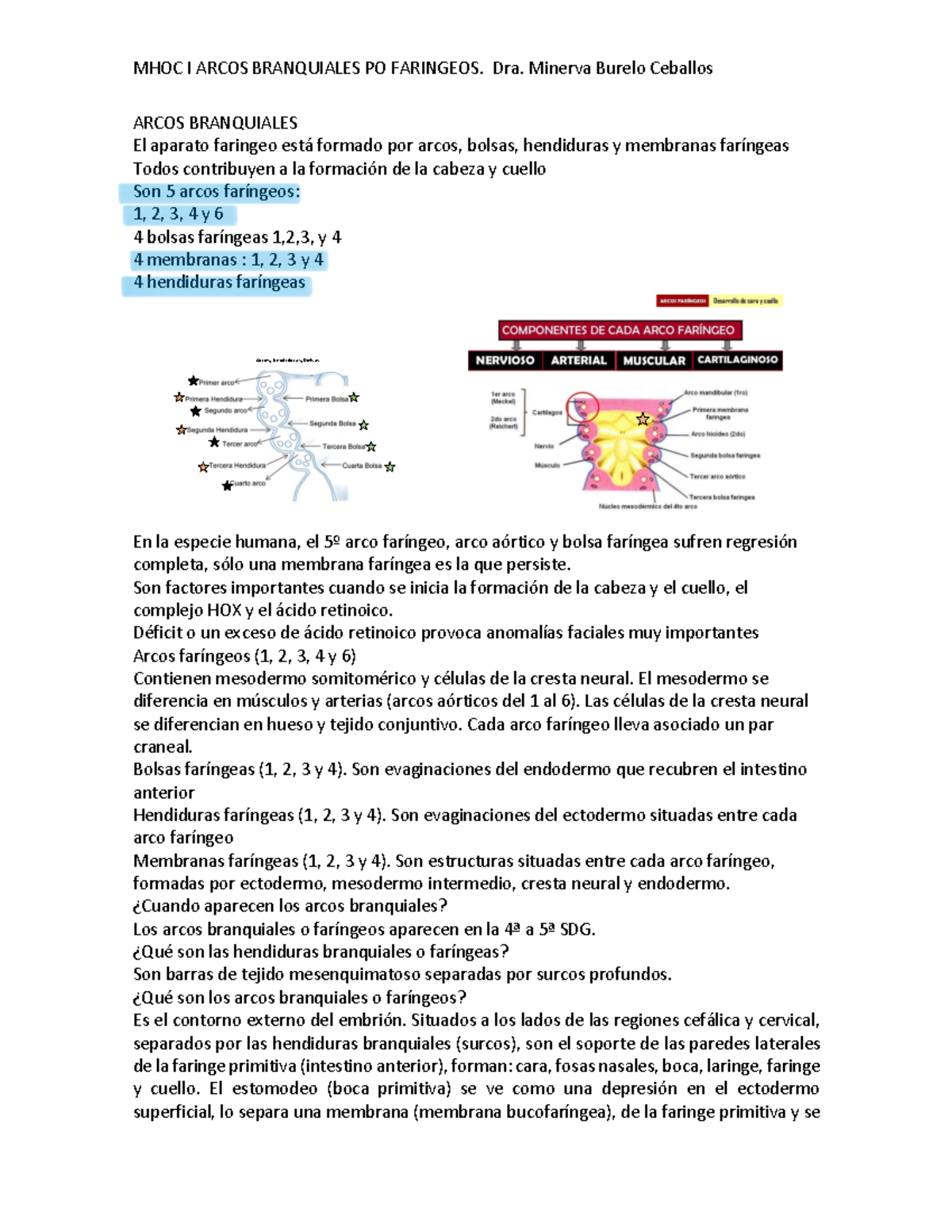 Arcos Branquiales - suerte - ARCOS BRANQUIALES El aparato faringeo está ...