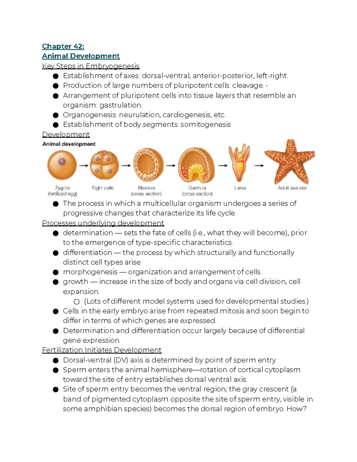 Lecture notes chapter 42 - Chapter 42: Animal Development Key Steps in ...