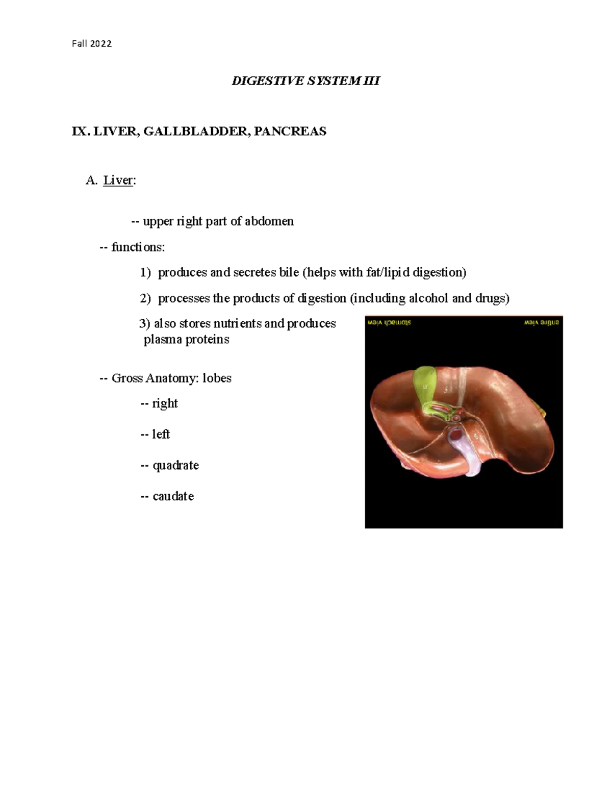A215 Digestive System III Fall2022 - DIGESTIVE SYSTEM III IX. LIVER ...