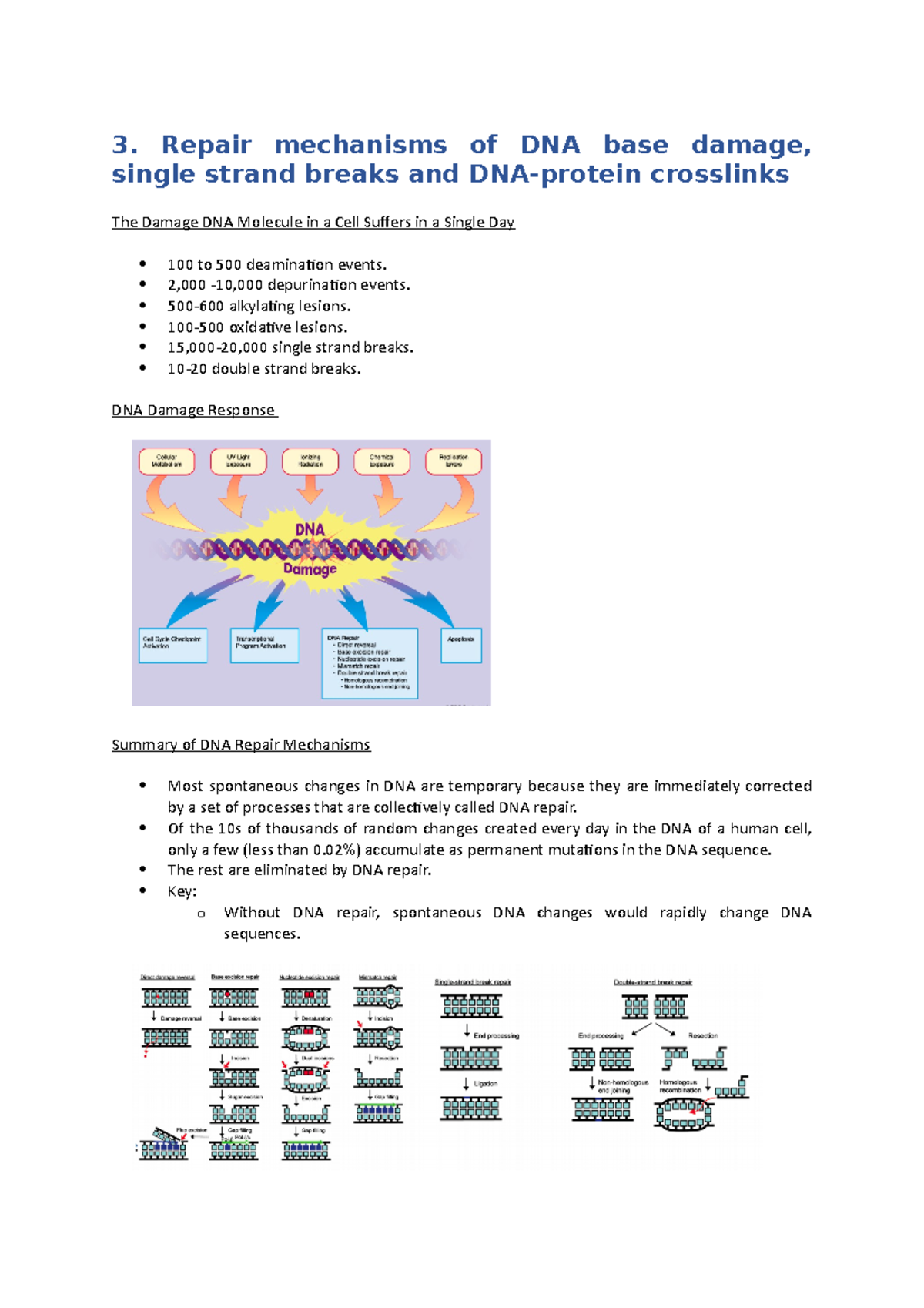 3. Repair mechanisms of DNA base damage, single strand breaks and DNA ...