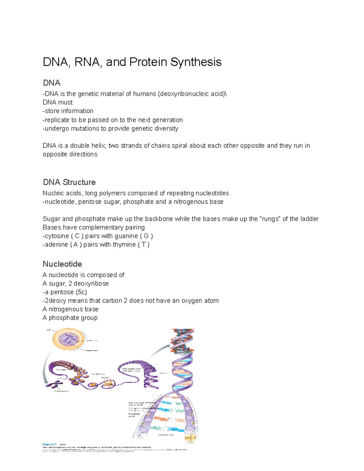 DNA, RNA, and Protein Synthesis - DNA, RNA, and Protein Synthesis DNA ...