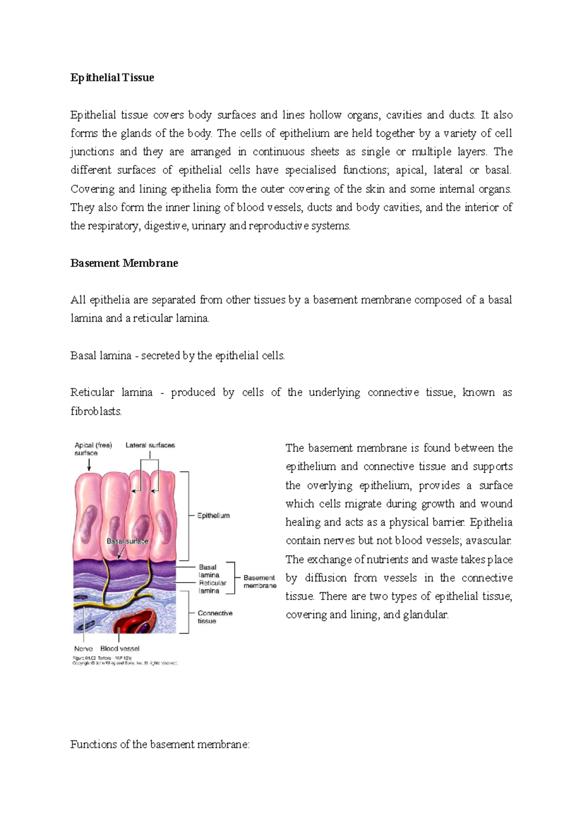 Epithelial Tissue - lecture notes - section 1 - Epithelial Tissue ...