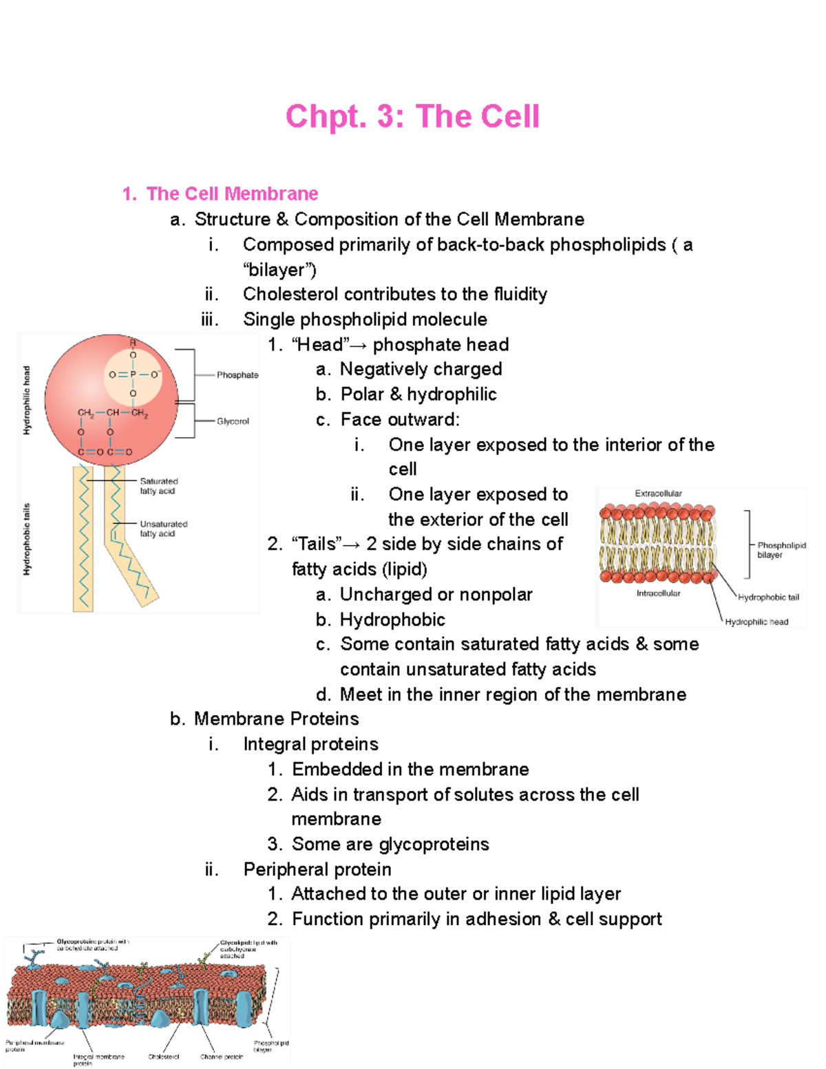 Chpt 3 notes-2 - chapter notes - Chpt. 3: The Cell 1. The Cell Membrane ...