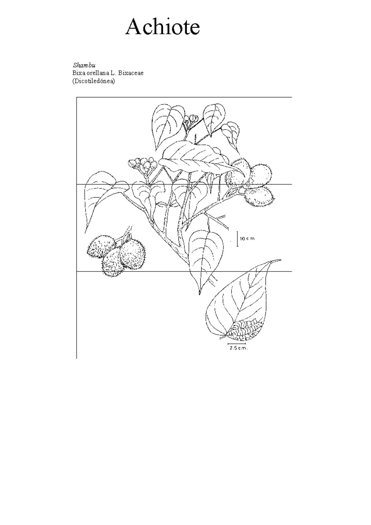 Planta Achiote, ES UNA PLANTA MEDICINAL - Achiote Shambu Bixa orellana ...