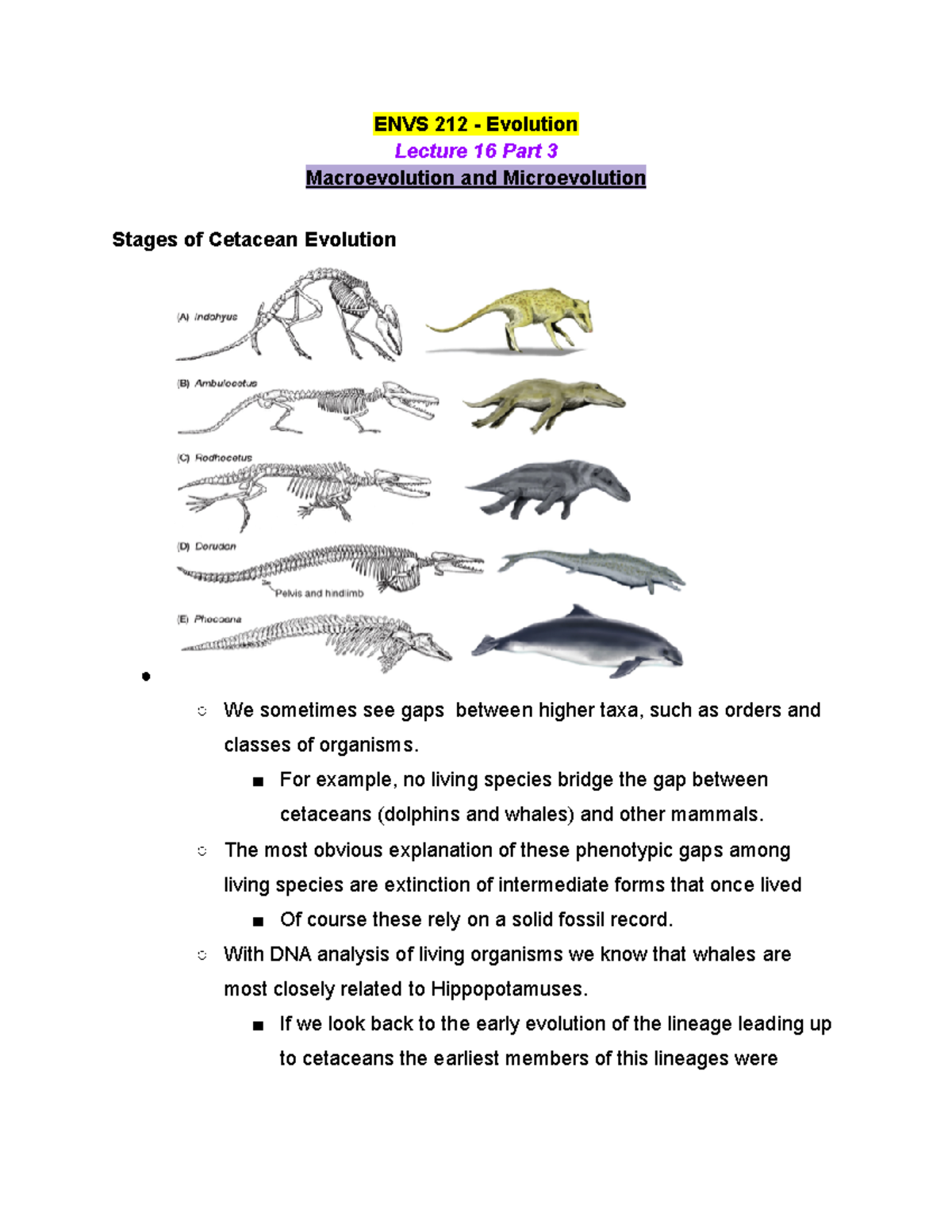 ENVS 212 Lecture 16 Part 3 - Spring 2020 - ENVS 212 - Evolution Lecture 16 Part 3 Macroevolution ...
