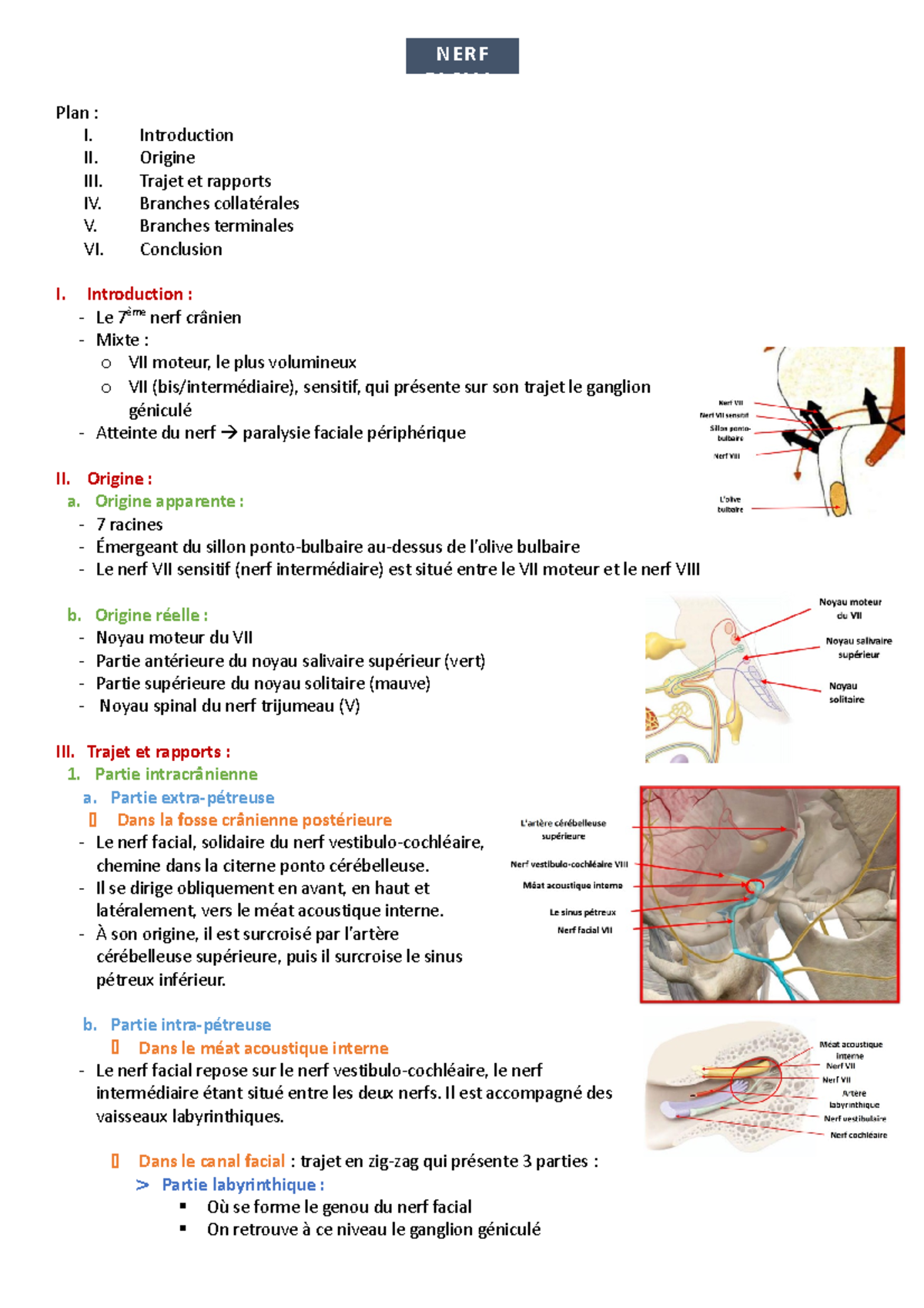 Nerf Facial - Fiche concentré - Plan : I. Introduction II. Origine III ...