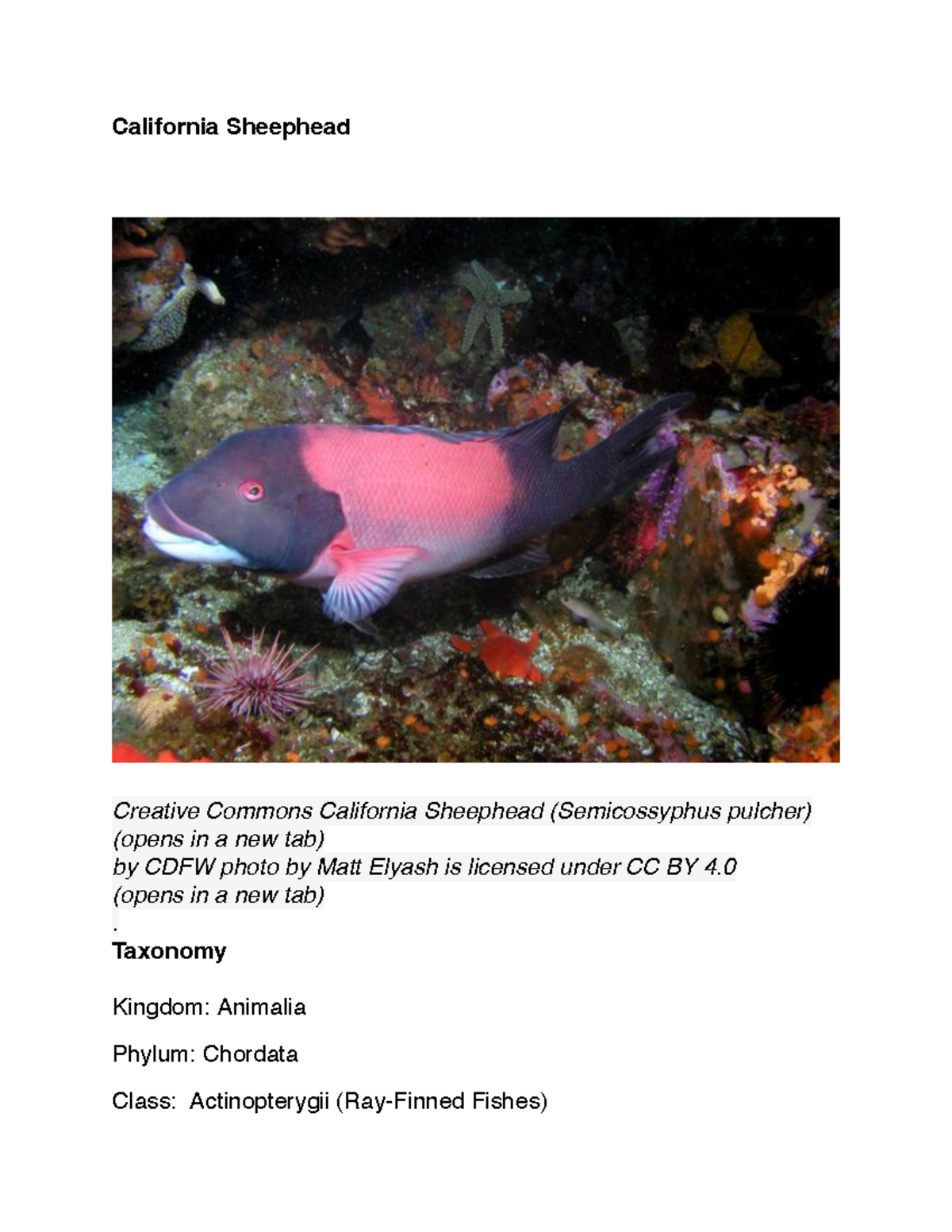 Biodiversity - California Sheephead PDF - California Sheephead Creative ...