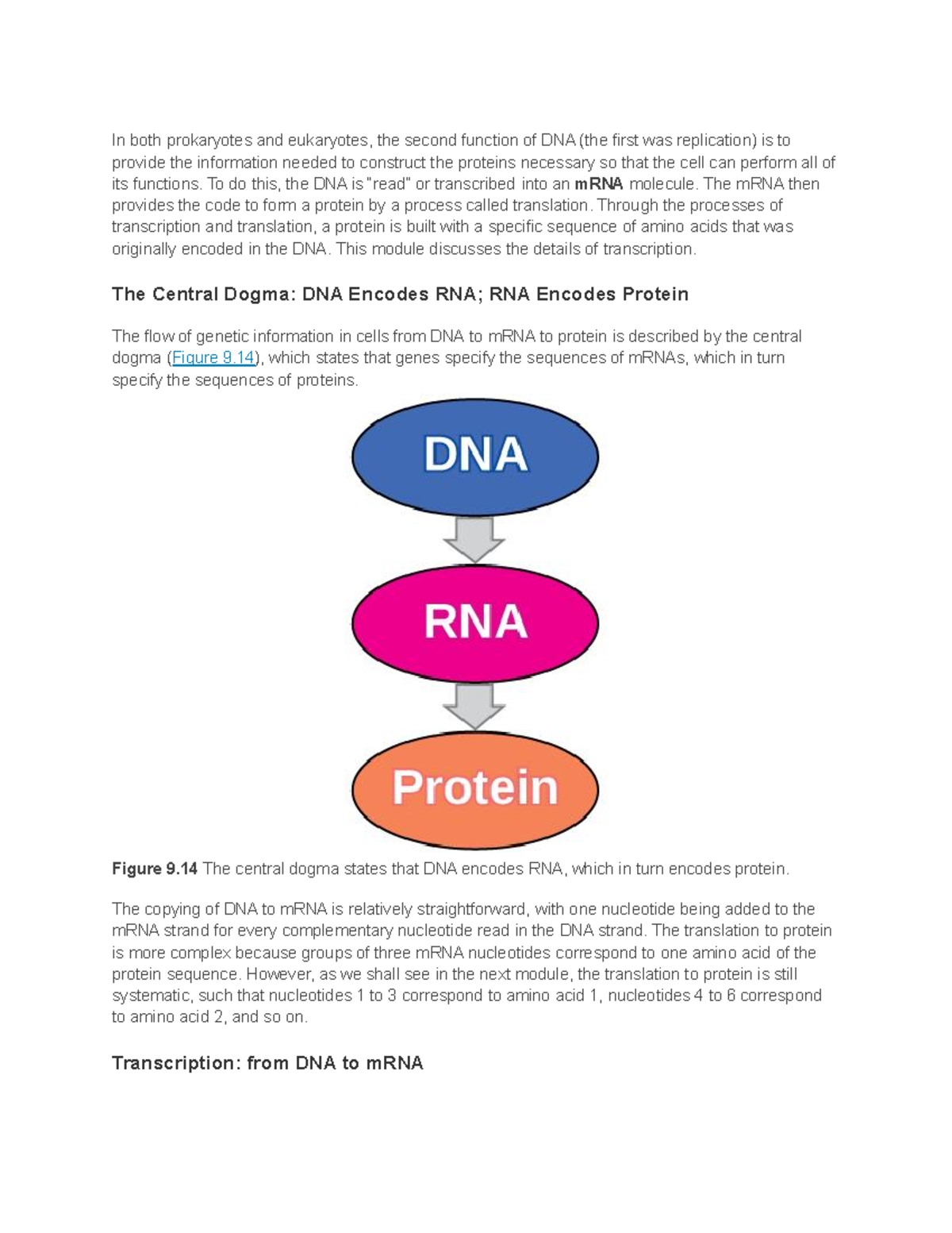 Transcription - notes - In both prokaryotes and eukaryotes, the second ...