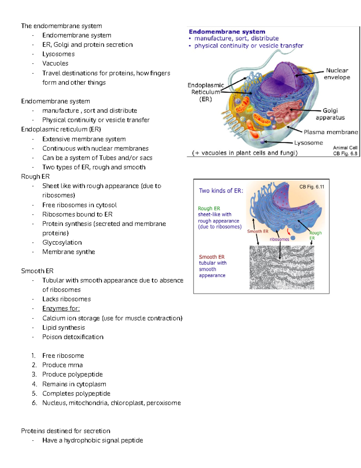 Bio of cells lecture 7 - The endomembrane system - Endomembrane system ...